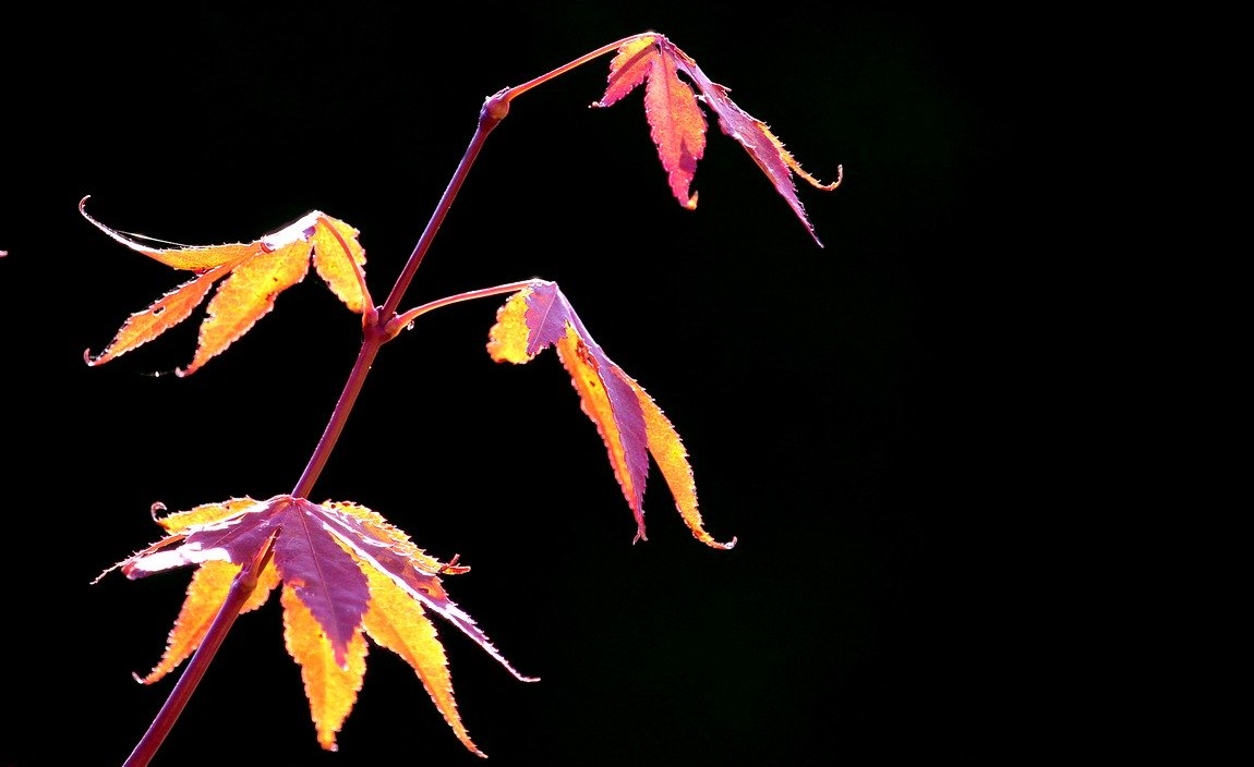 Poems of love for a humanist funeral – Humanists UK